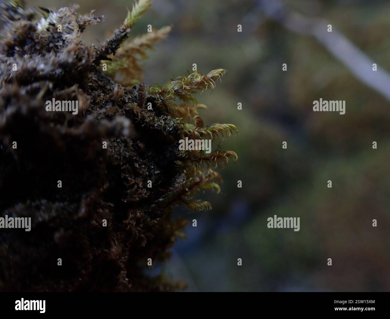 Lindberg's Hypnum Moss (Calliergonella lindbergii), Plantae, Yukon ...