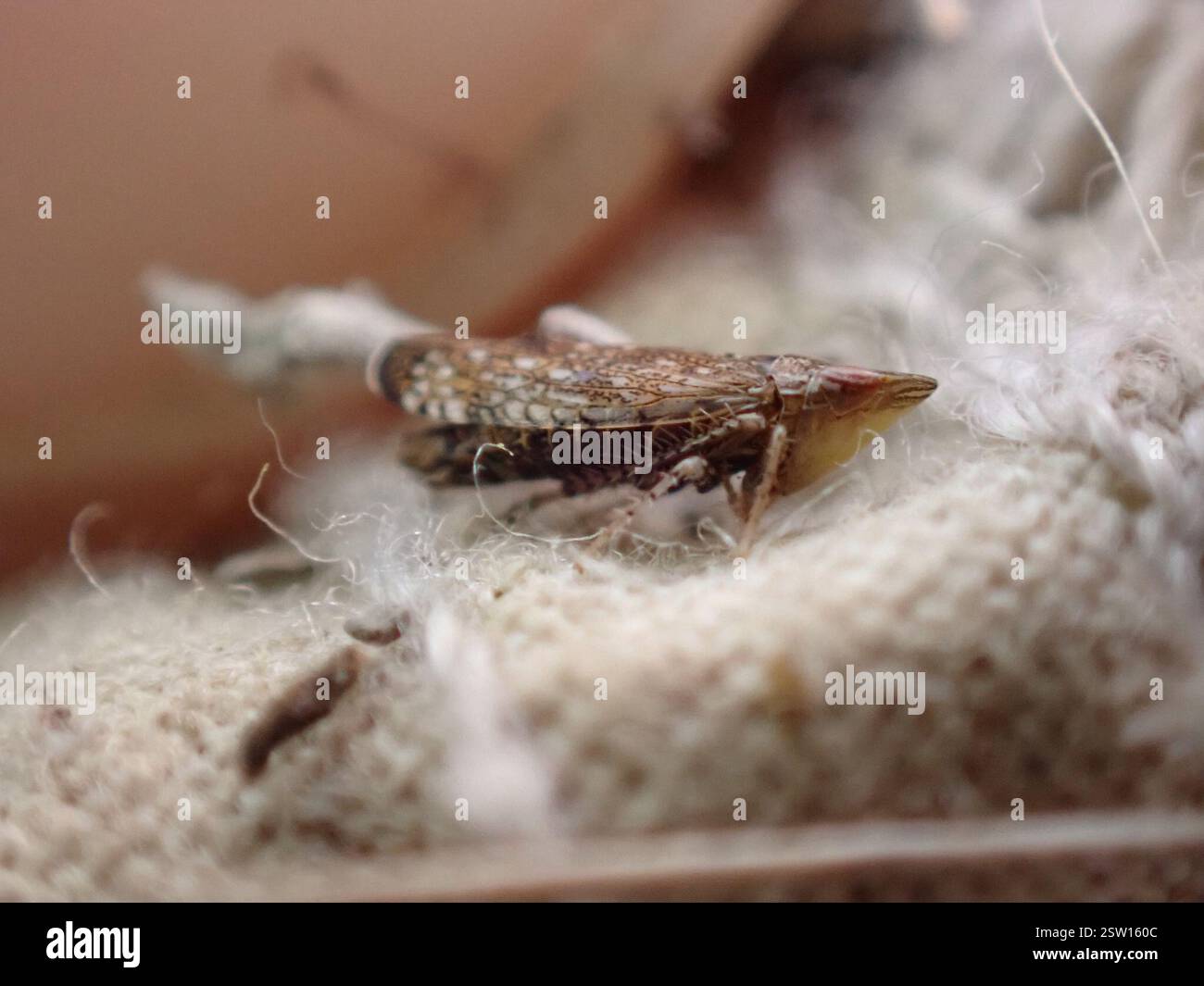 Sharp-nosed Leafhopper (Scaphytopius acutus), Insecta, Val Marie No. 17 ...