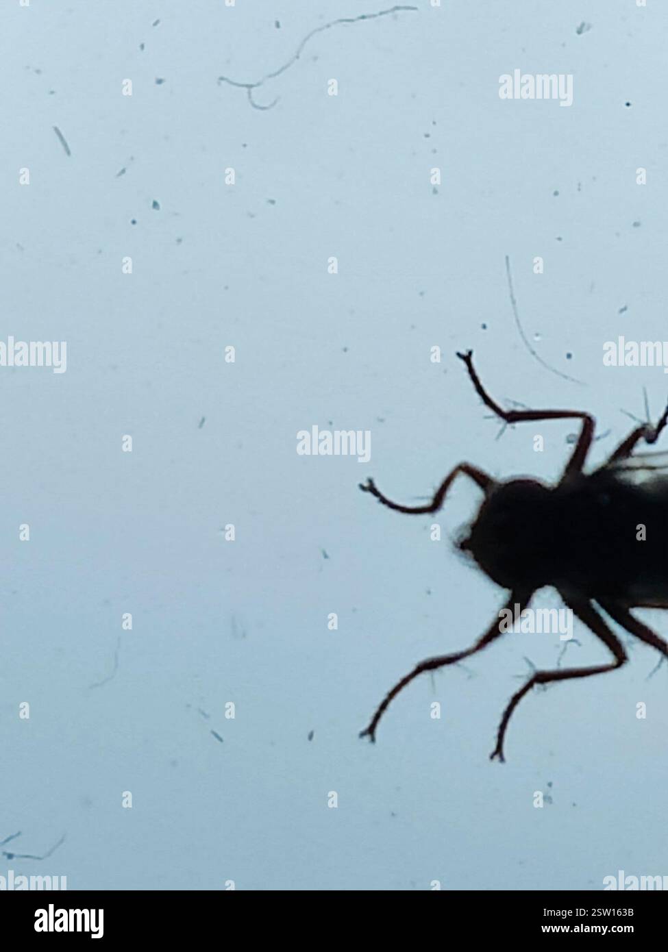 Muscoid Flies (Muscoidea), Insecta, Morrisons Carlisle Kingstown Road ...
