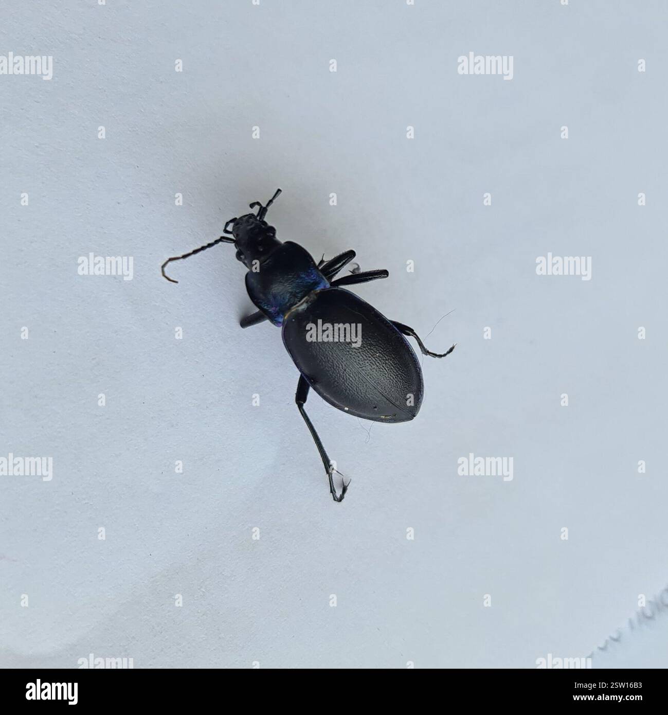 Violet ground beetle (Carabus violaceus), Insecta, Penybanc, Tanerdy ...