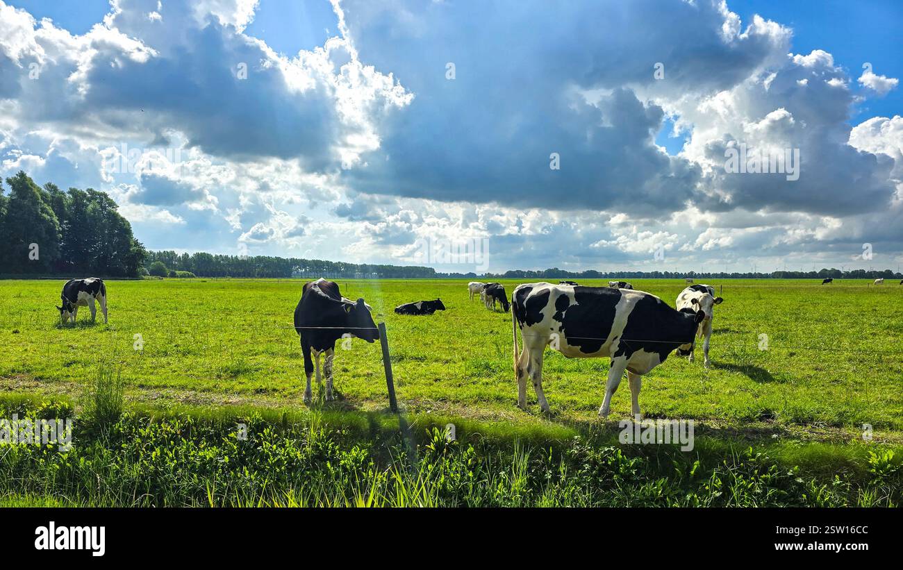 Black and white cows roam freely in vibrant green pastures hi-res stock ...