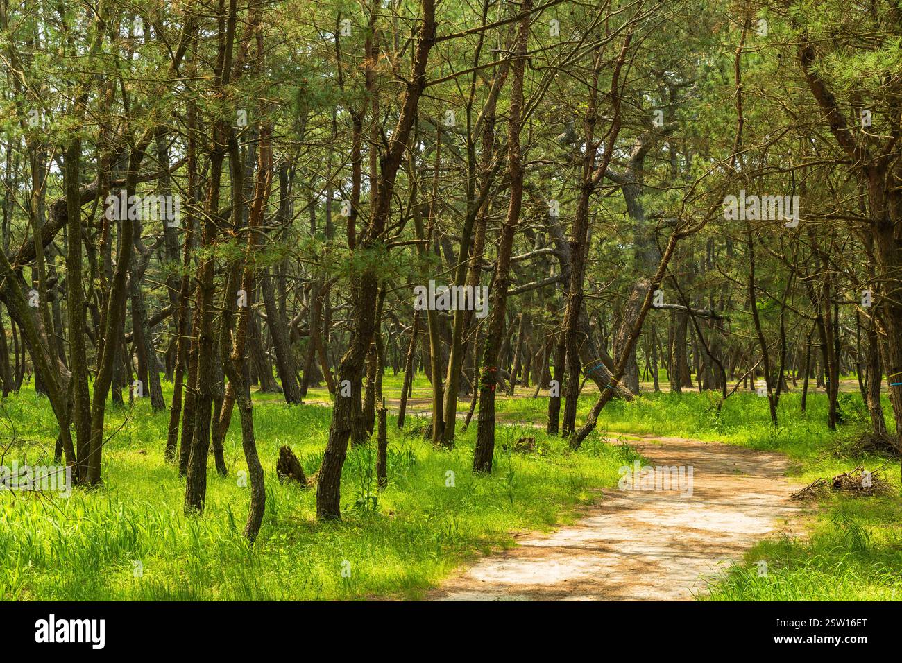 Niji no Matsubara, a special scenic spot in Karatsu City, Saga ...