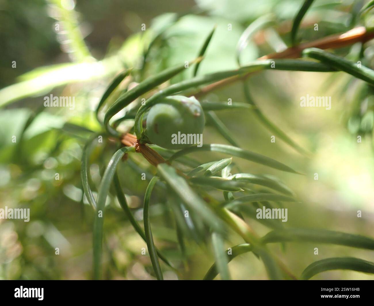 common juniper (Juniperus communis), Plantae, Thompson-Nicola, BC ...