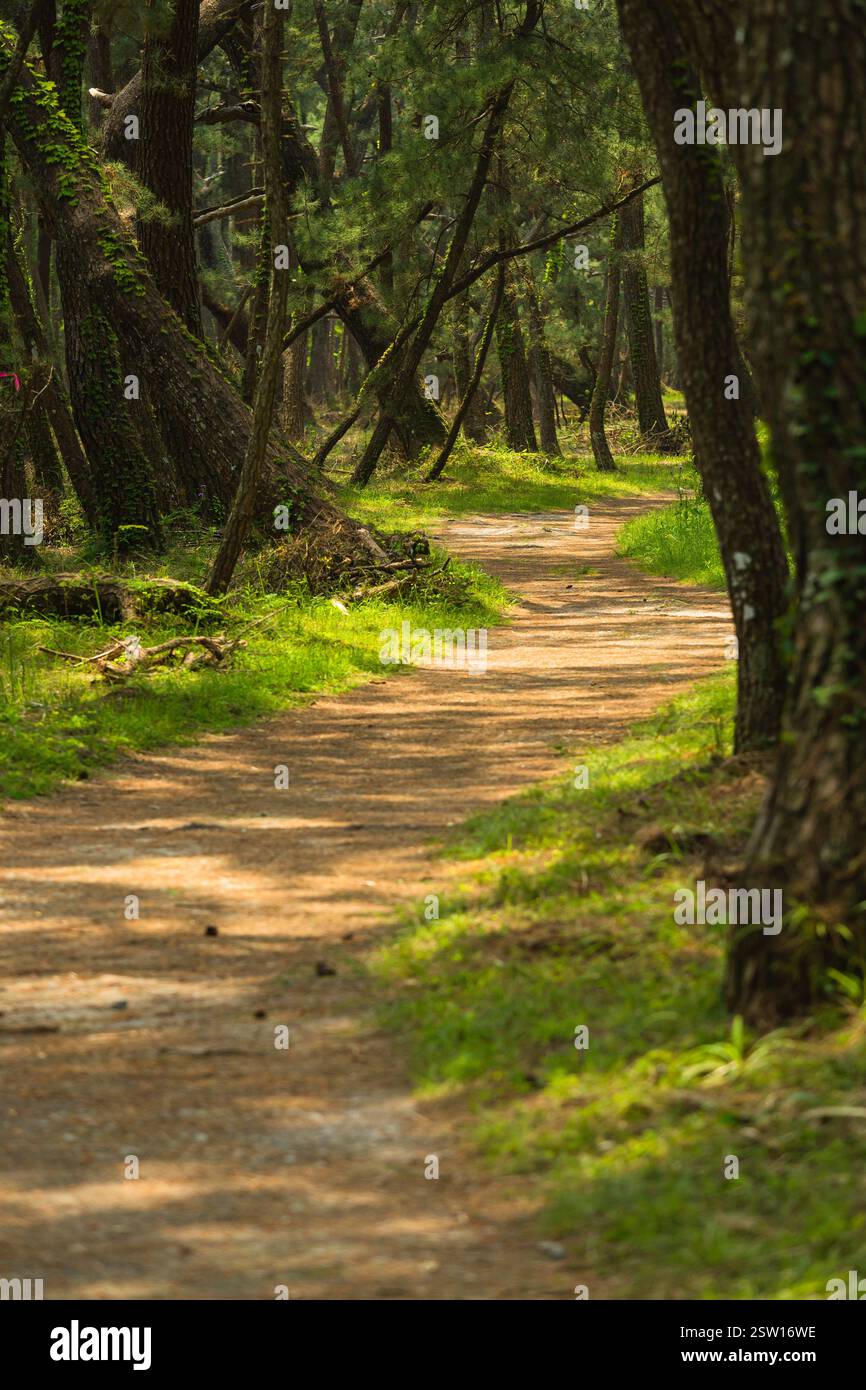 Niji no Matsubara, a special scenic spot in Karatsu City, Saga ...