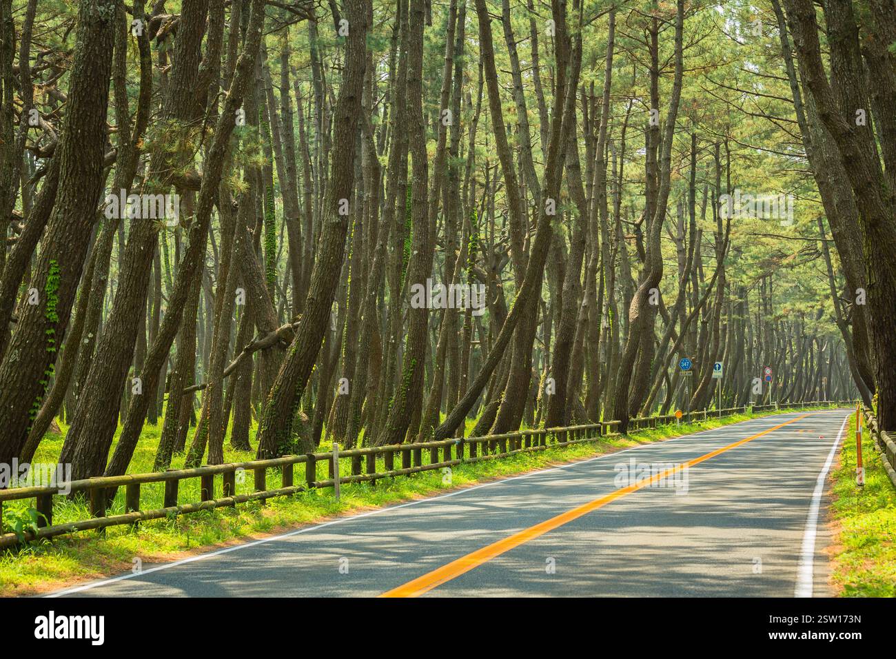 Niji no Matsubara, a special scenic spot in Karatsu City, Saga ...