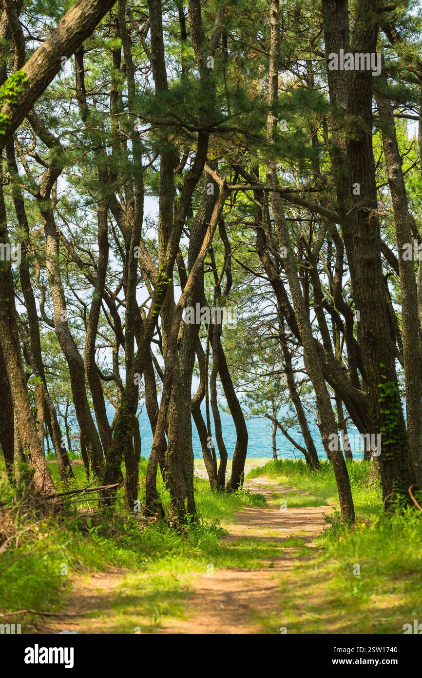 Niji no Matsubara, a special scenic spot in Karatsu City, Saga ...
