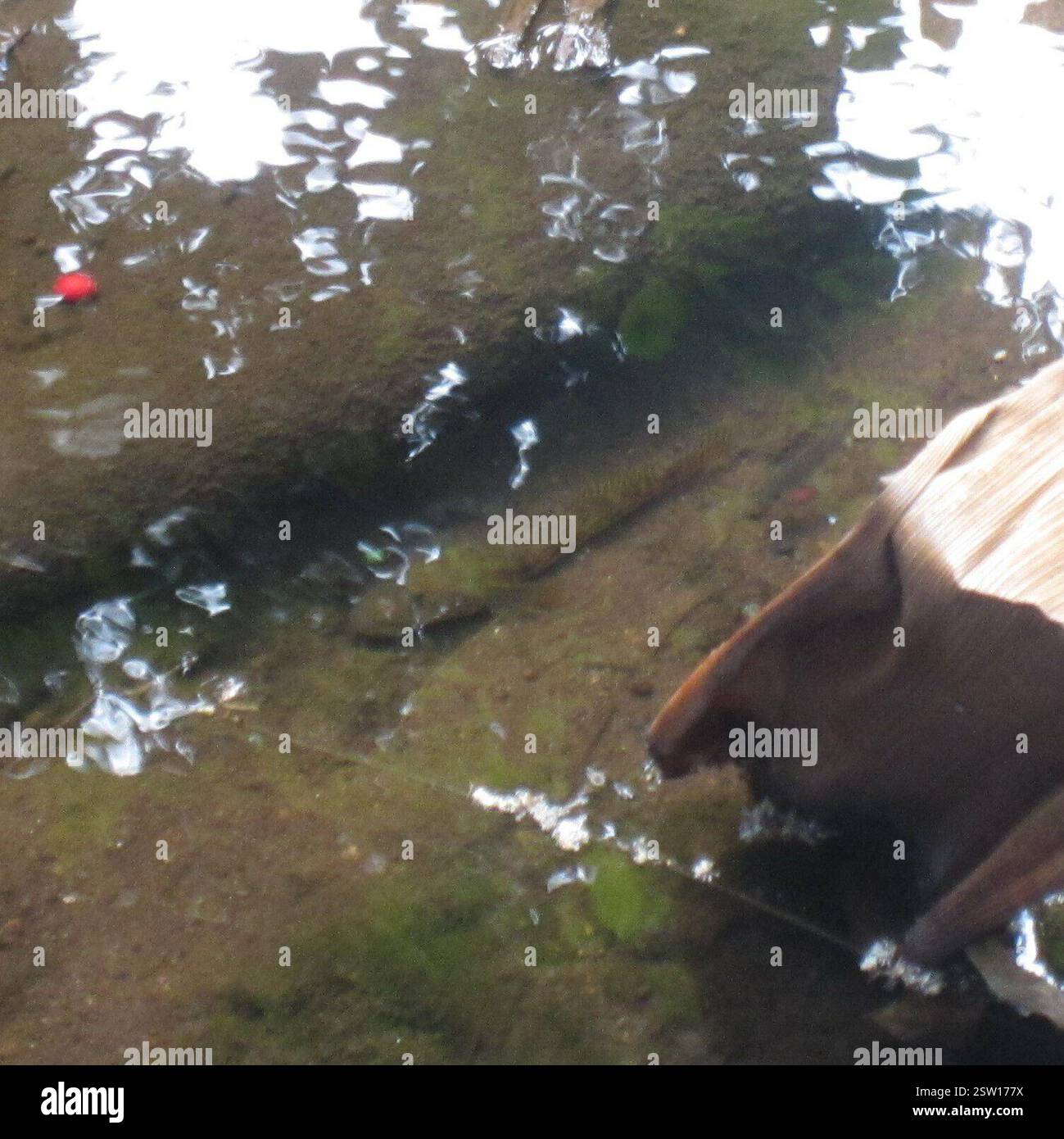 'O'opu Nakea (Awaous stamineus), Actinopterygii, Hawaii County, US-HI ...