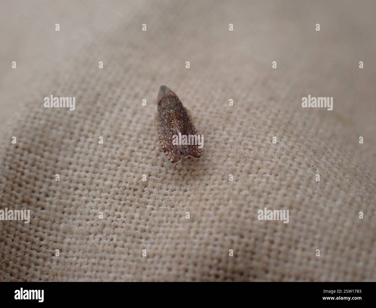 Sharp-nosed Leafhopper (Scaphytopius acutus), Insecta, Val Marie No. 17 ...