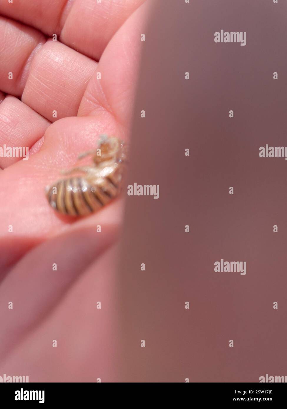 Walking Cicada (Okanagana synodica), Insecta, Estancia, NM, US, Yellow ...