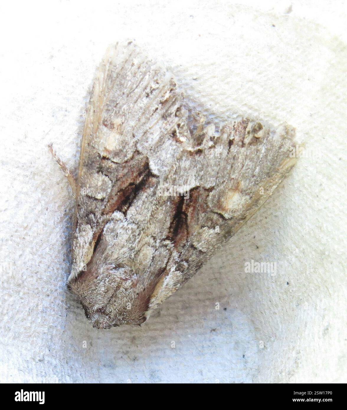 Light Brocade (Lacanobia w-latinum), Insecta, Berkshire, UK Stock Photo ...