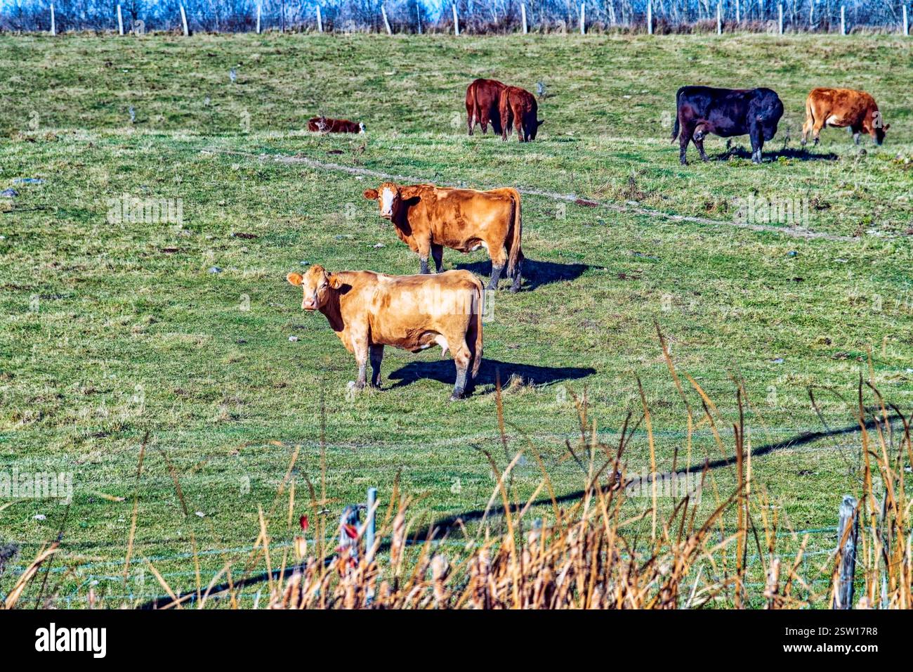Cows Grazing - natural Stock Photo - Alamy