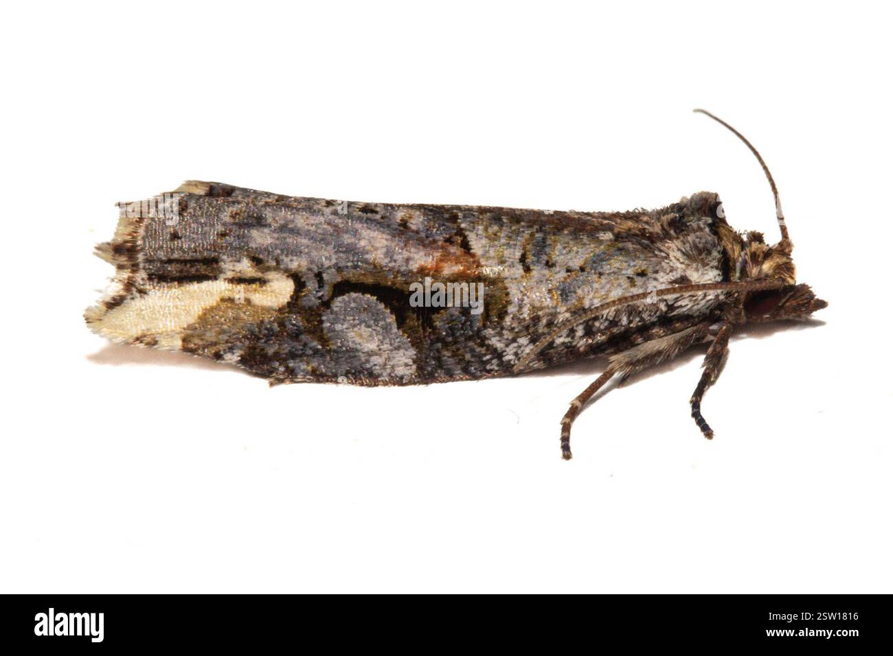 Sharp-Tipped Bell Moth (Epalxiphora axenana), Insecta, Manaia, New ...
