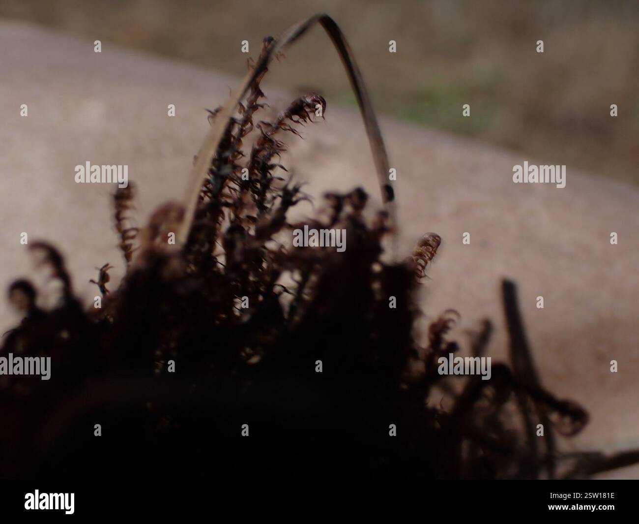 Intermediate Hook-moss (Scorpidium cossonii), Plantae, Yukon, Canada ...