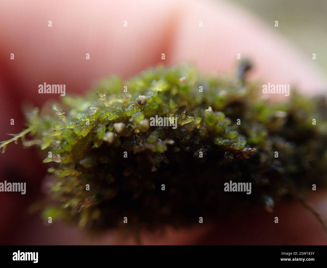 (Cephaloziaceae), Plantae, Yukon, Canada, On vertical mud walls of ...