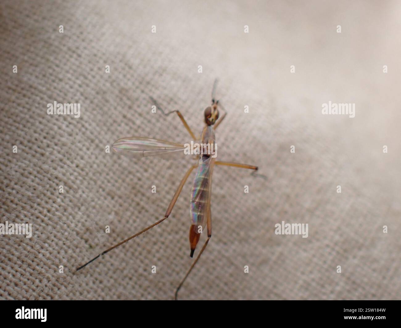 (Micropeza lineata), Insecta, Val Marie No. 17, SK S0N, Canada, This ...