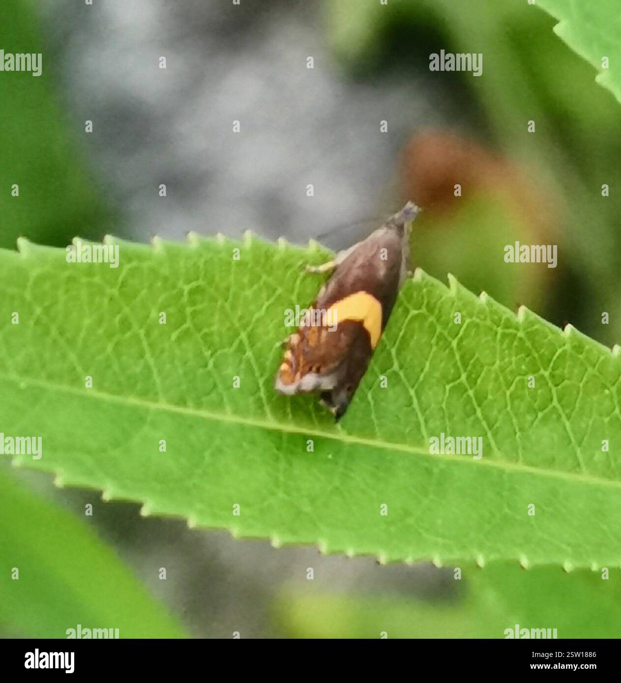 Common Drill (Dichrorampha petiverella), Insecta, 31160 Urjala, Suomi ...