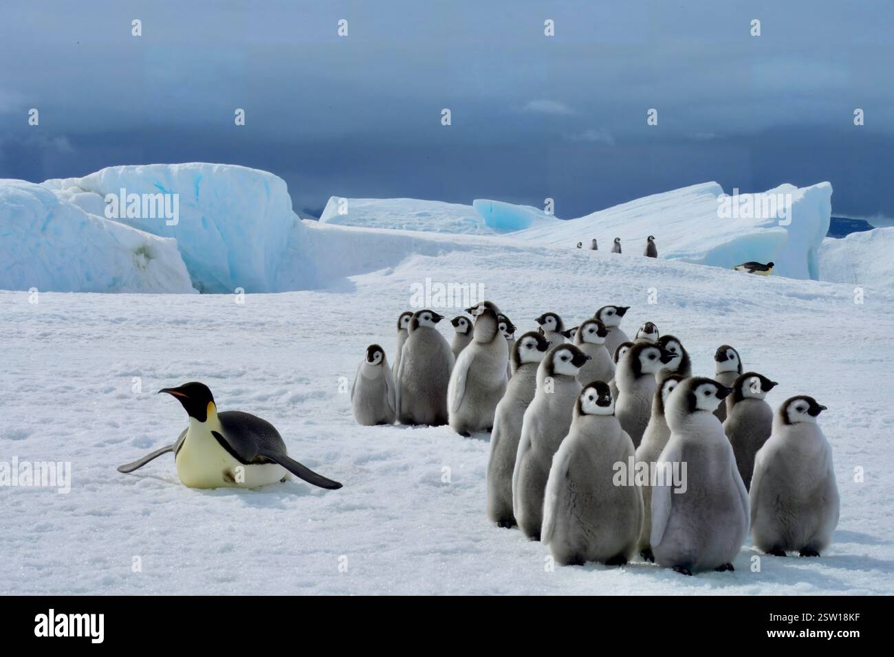 Emperor penguin creche hi-res stock photography and images - Alamy