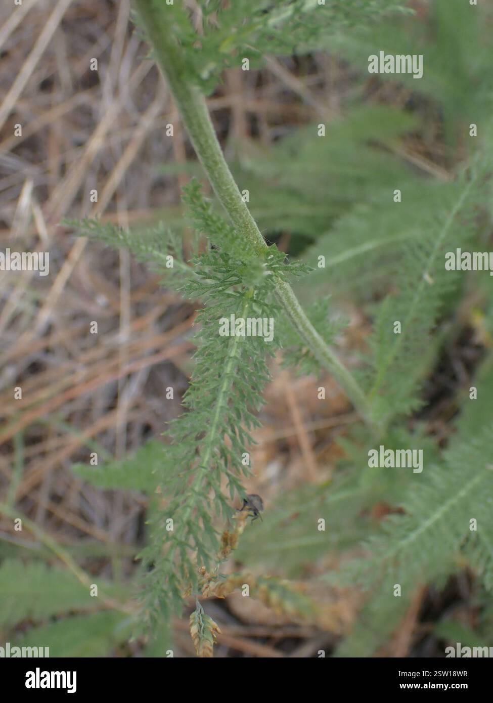 common yarrow (Achillea millefolium), Plantae, Kootenay Boundary, BC ...