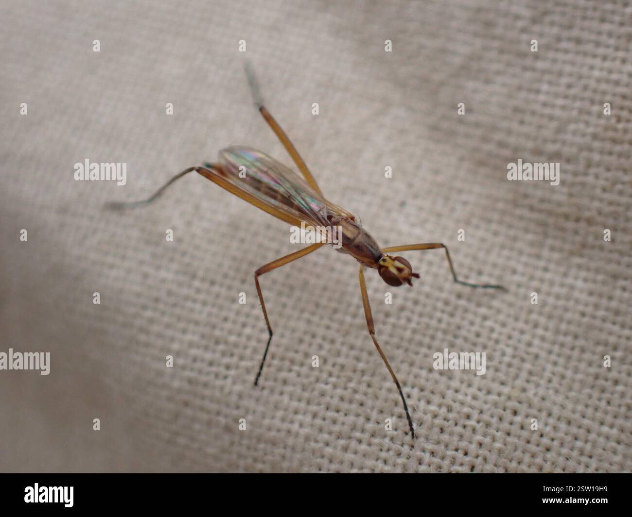 (Micropeza lineata), Insecta, Val Marie No. 17, SK S0N, Canada, This ...