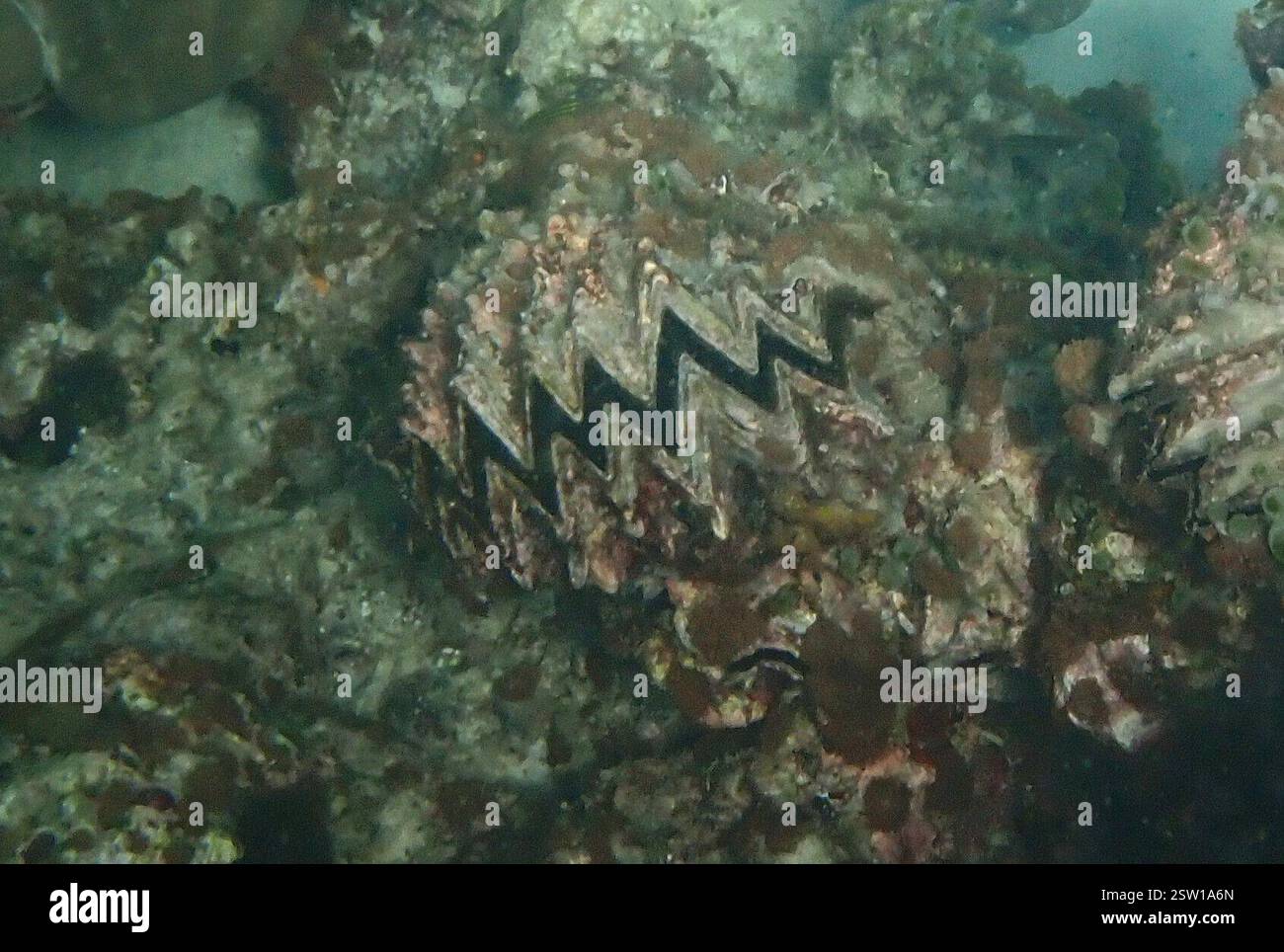 Giant honeycomb oyster hi-res stock photography and images - Alamy