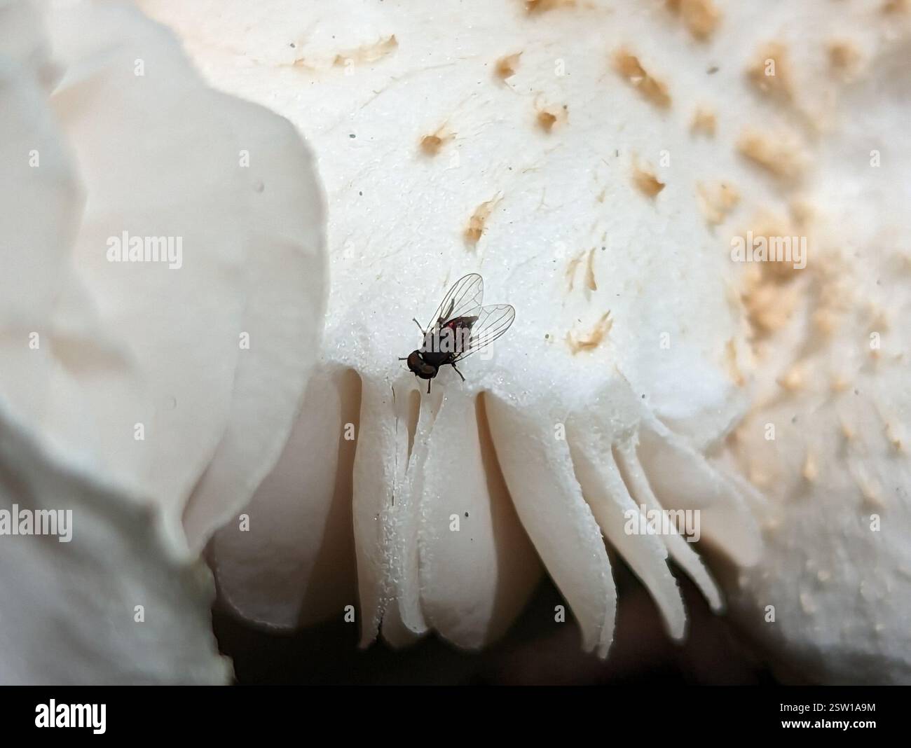 Flat-footed Flies (Platypezidae), Insecta, Santa Cruz County, CA, USA ...