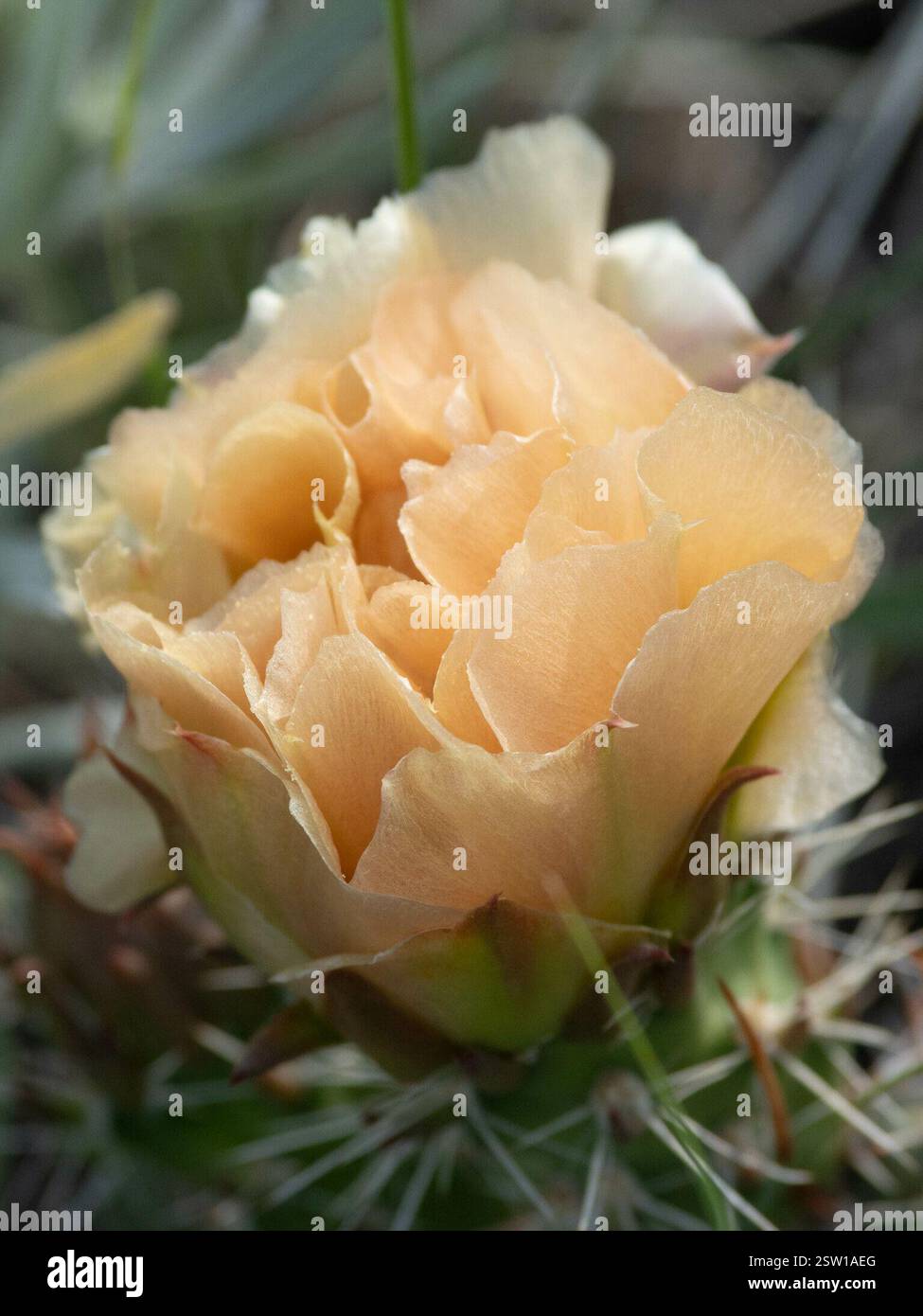 Plains Pricklypear (Opuntia polyacantha), Plantae, Val Marie No. 17, SK ...