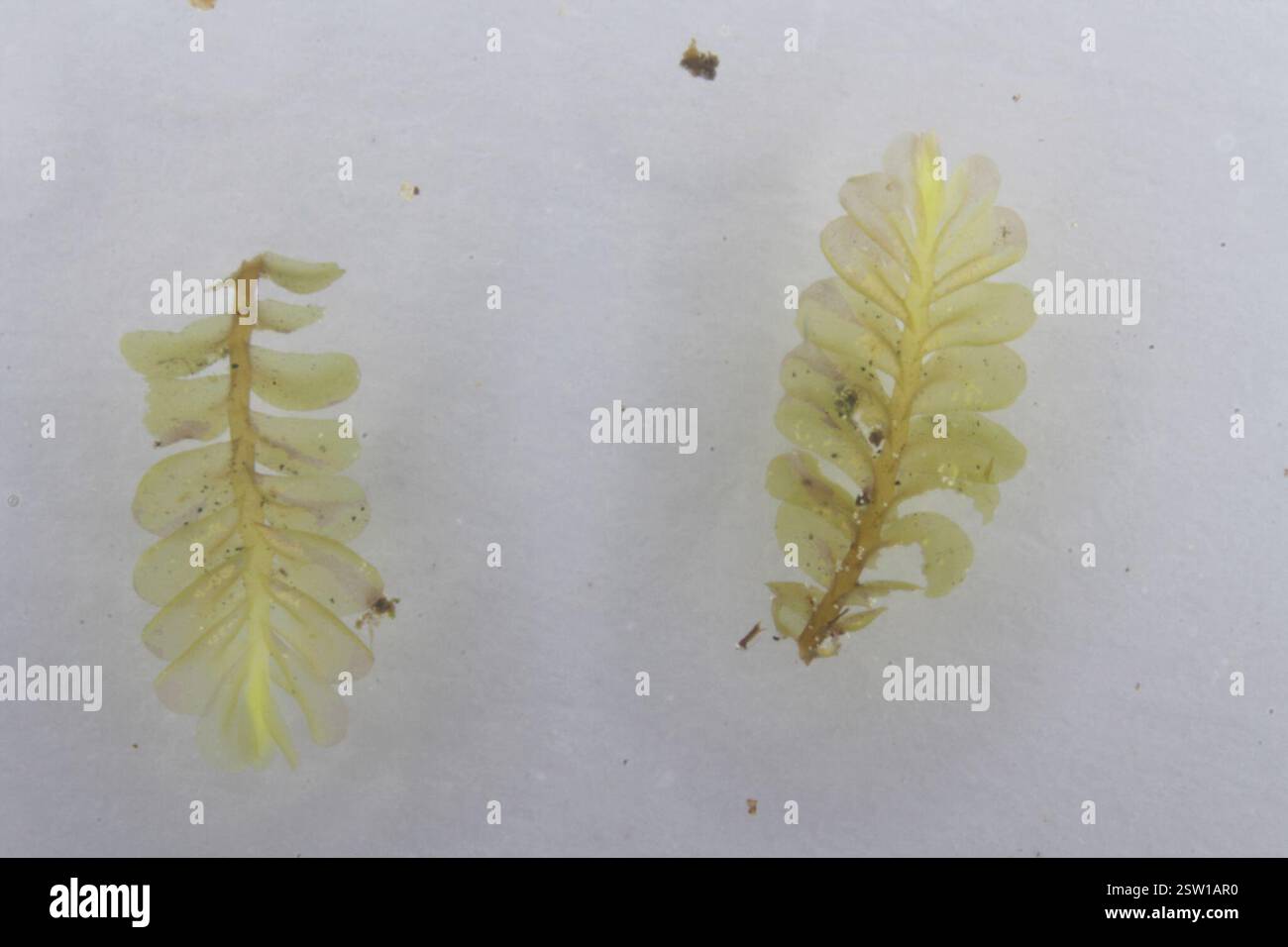 Greater Featherwort (Plagiochila asplenioides), Plantae, Powiat ...
