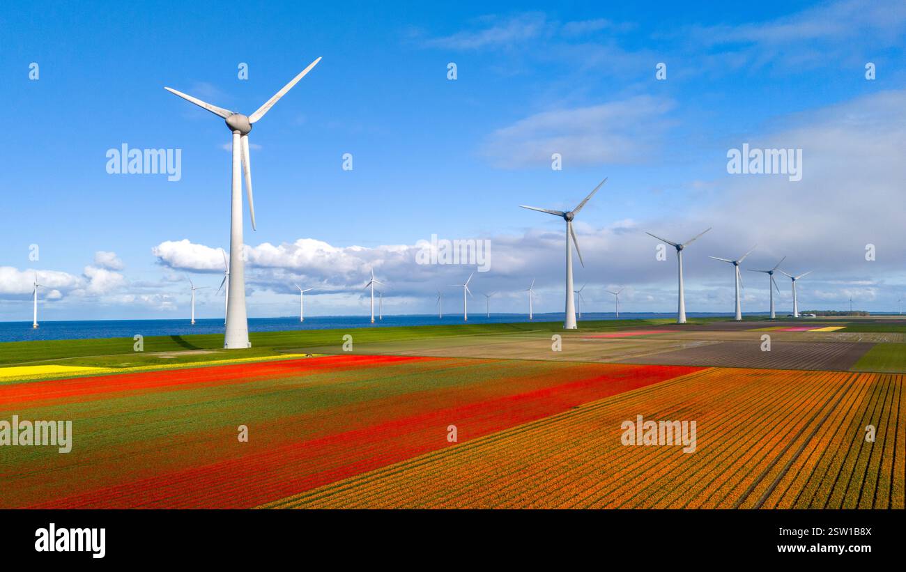 Colorful Tulip Fields Underneath Majestic Wind Turbines in the ...