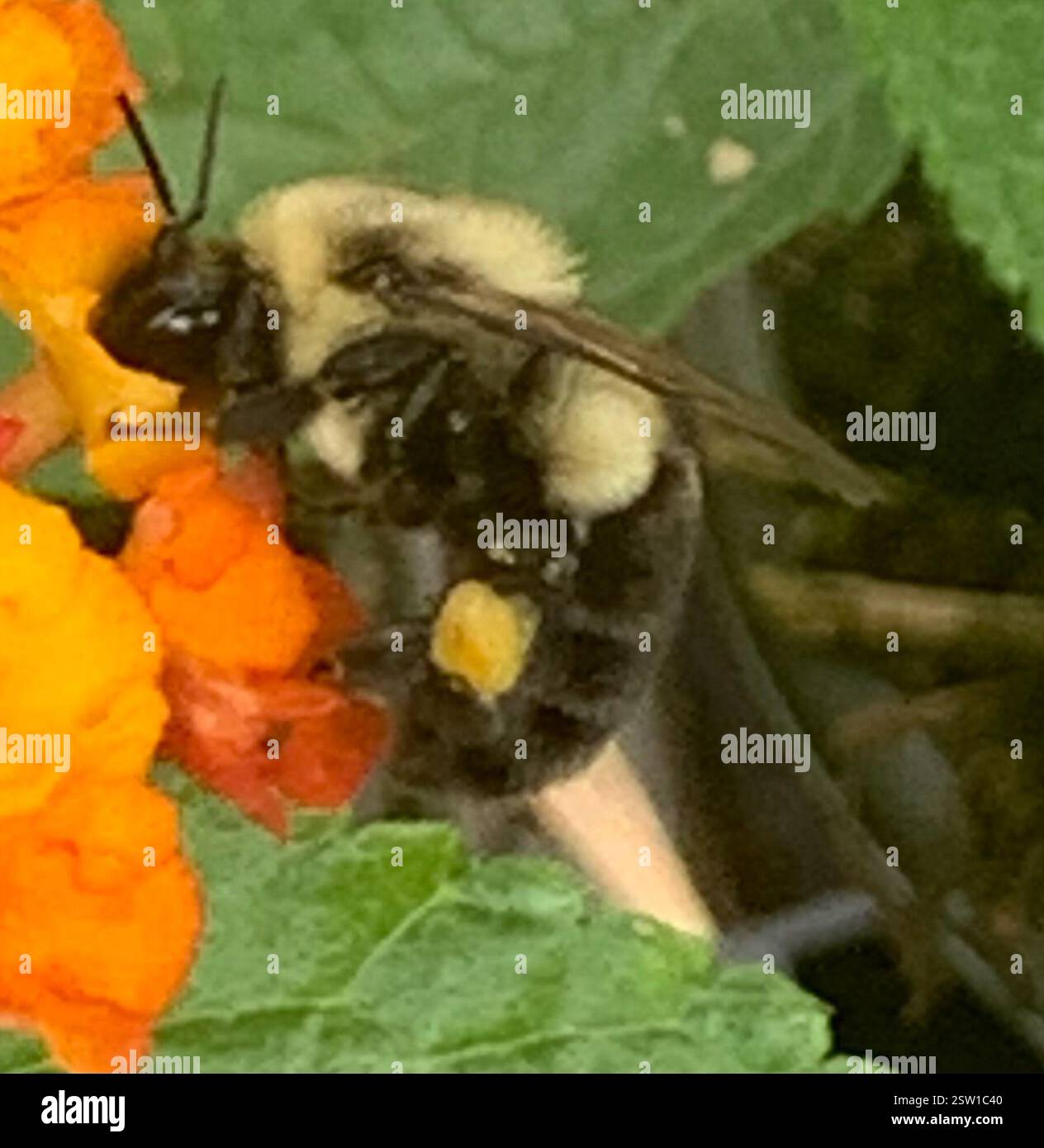 Common Eastern Bumble Bee (Bombus impatiens), Insecta, First Colony ...