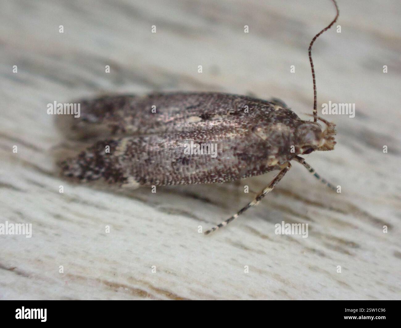 Dark Groundling (Bryotropha affinis), Insecta, 8 Millcroft Road ...