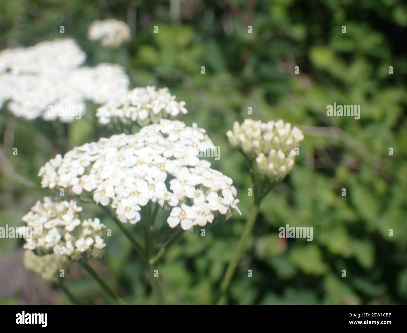 common yarrow (Achillea millefolium), Plantae, Kootenay Boundary, BC ...