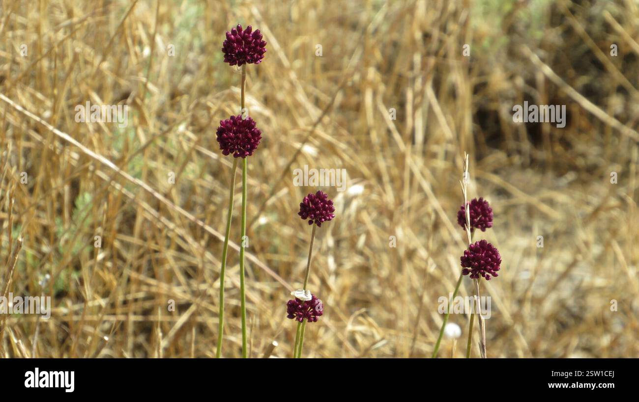 (Allium atroviolaceum), Plantae, Турали 5-е, Респ. Дагестан, Россия ...