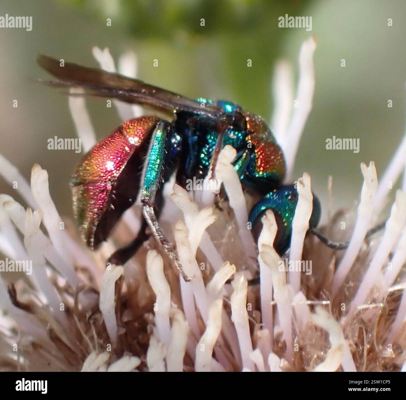 (Hedychrum), Insecta, Utrechtse Heuvelrug National Park, Leersum ...