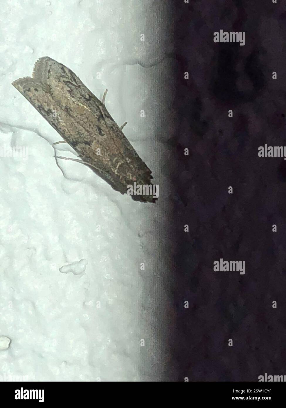Beehive Honey Moth (Vitula serratilineella), Insecta, Hillcrest Ave ...