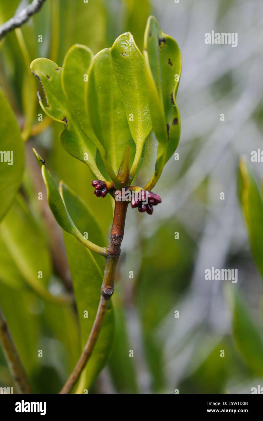 yellow mangroves (Ceriops), Plantae, Airdmillan, QLD, AU Stock Photo ...