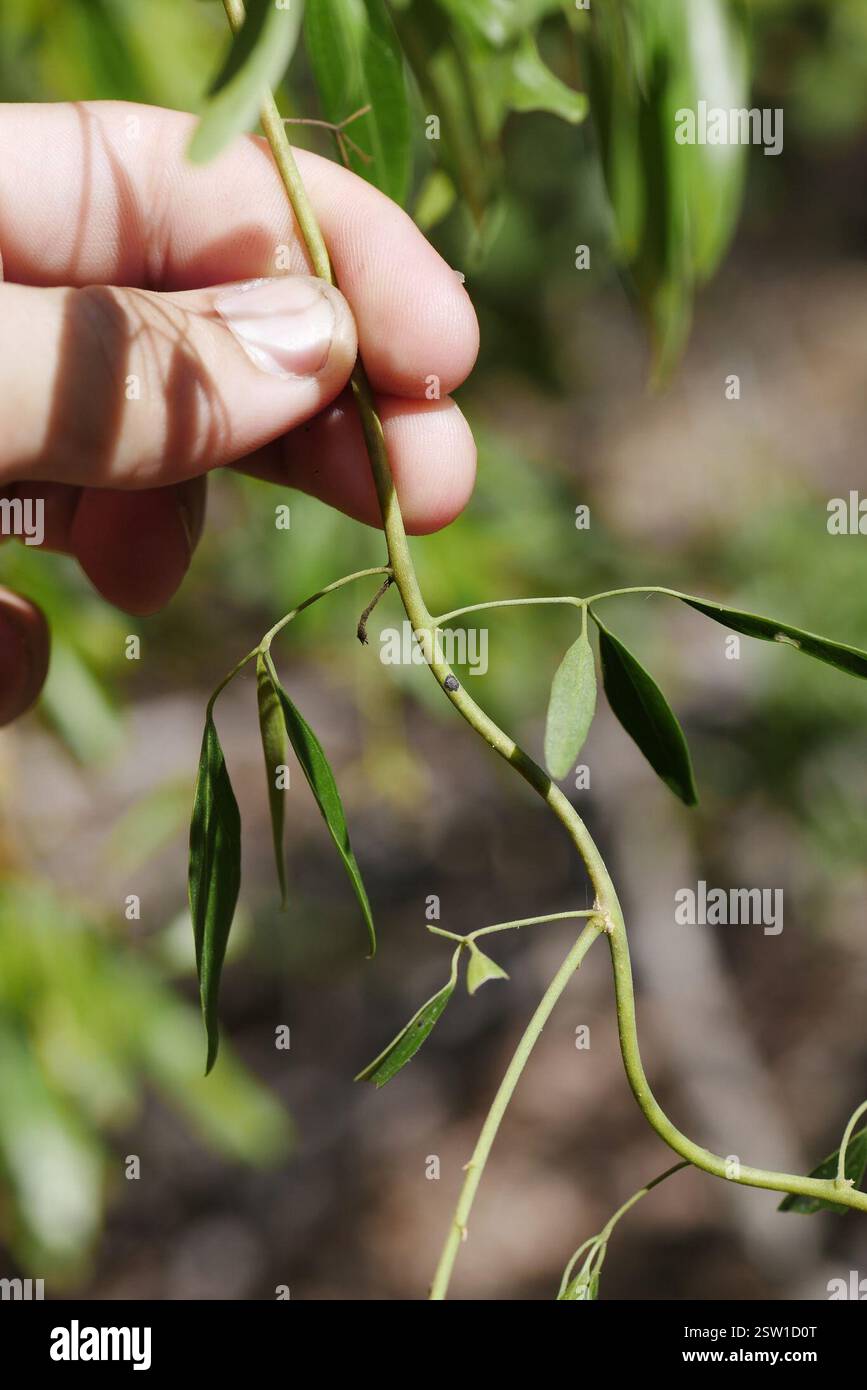 desert jasmine (Jasminum didymum), Plantae, Airdmillan, QLD, AU Stock ...