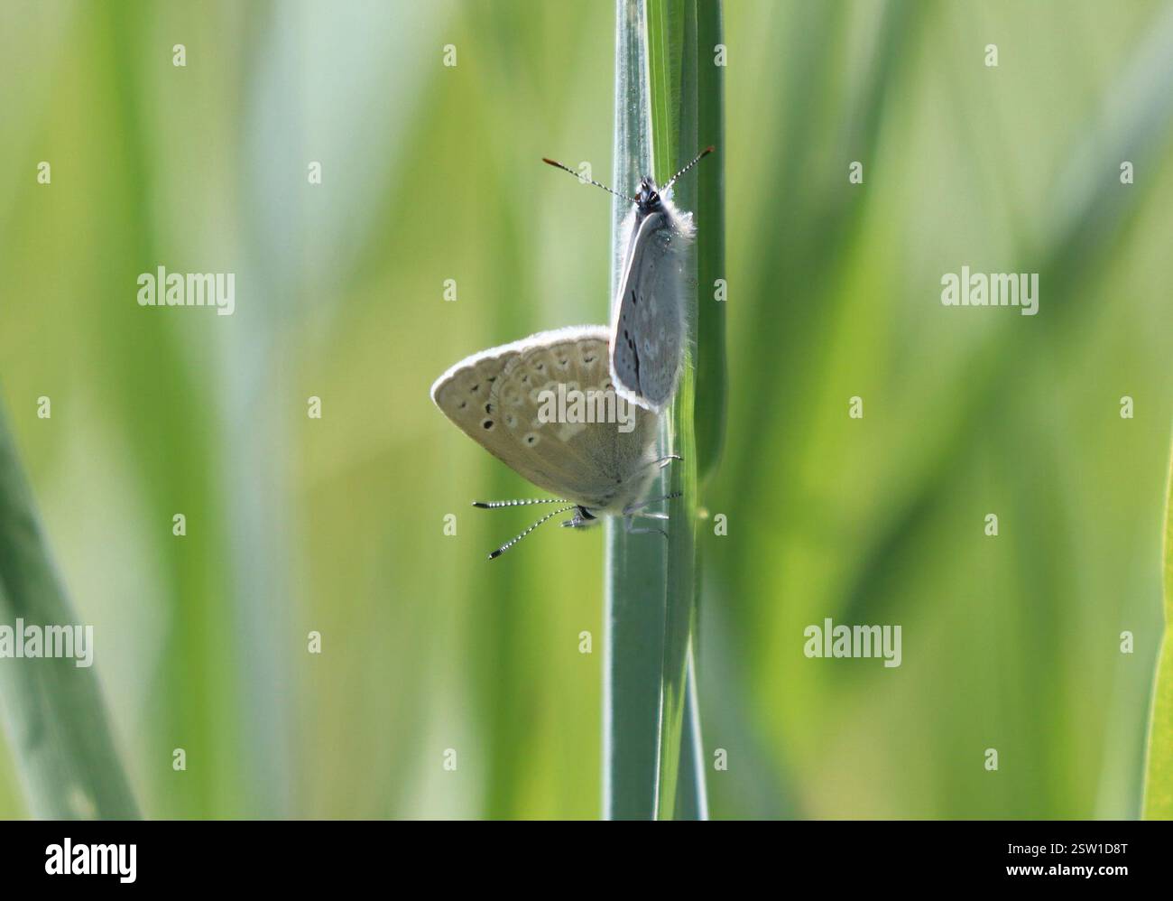 Boisduval's Blue (Icaricia icarioides), Insecta, Okanagan-Similkameen ...