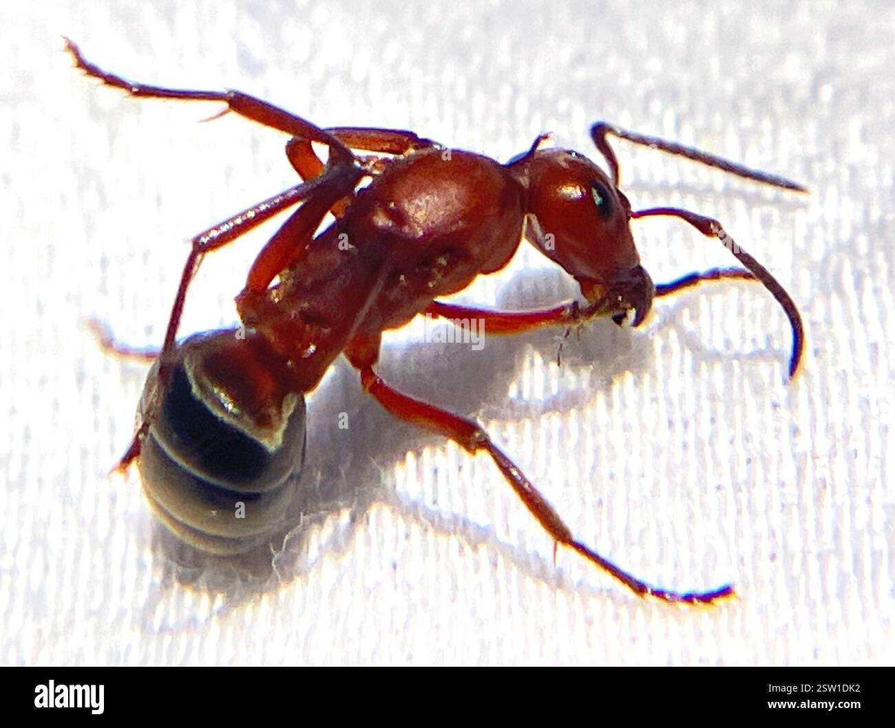 Slave-raider Field and Mound Ants (Formica sanguinea), Insecta ...