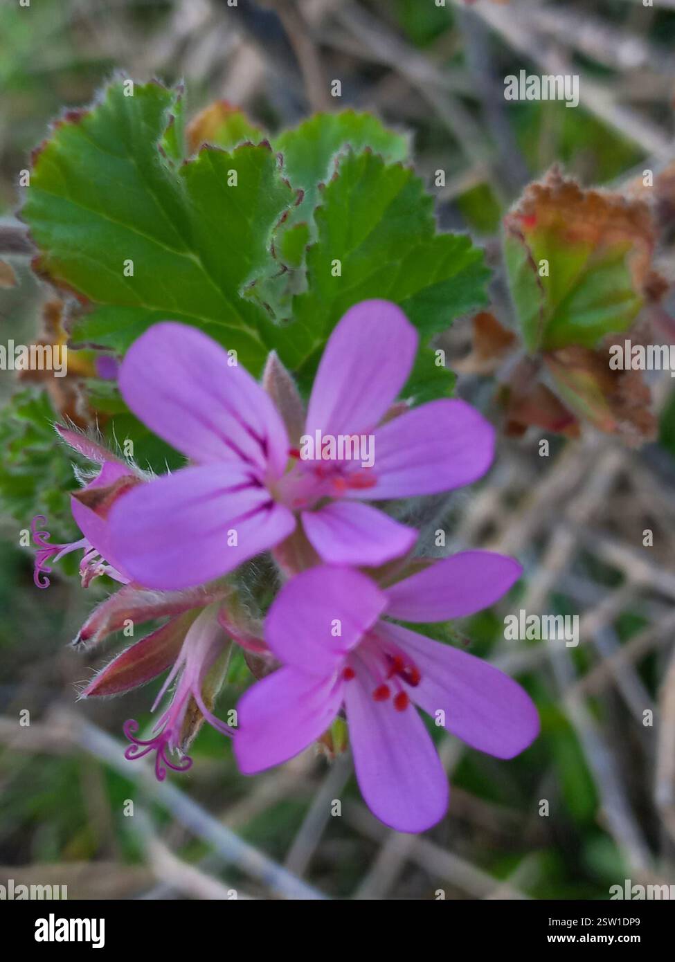 rose-scented geranium (Pelargonium capitatum), Plantae, Mitchells Plain ...