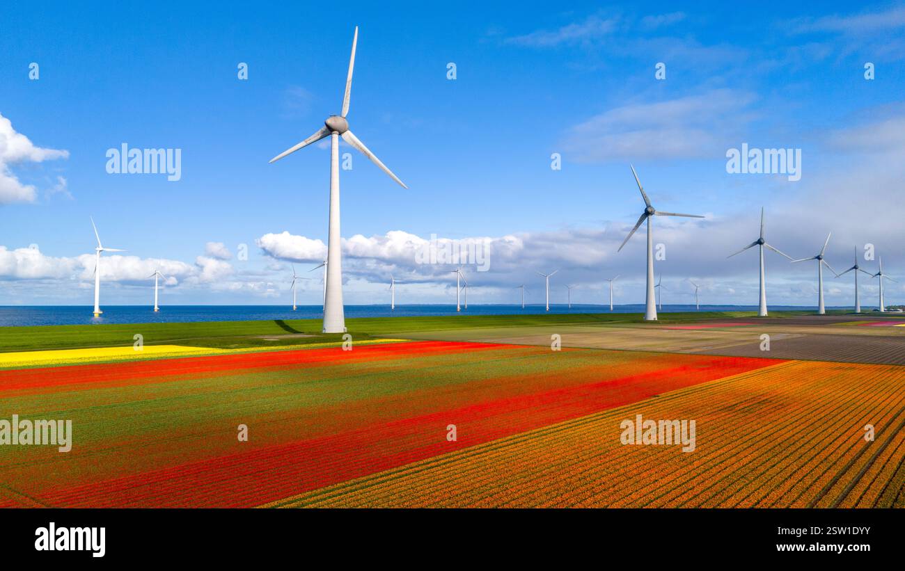 Colorful Tulip Fields Under Windmills in the Netherlands on a Bright ...