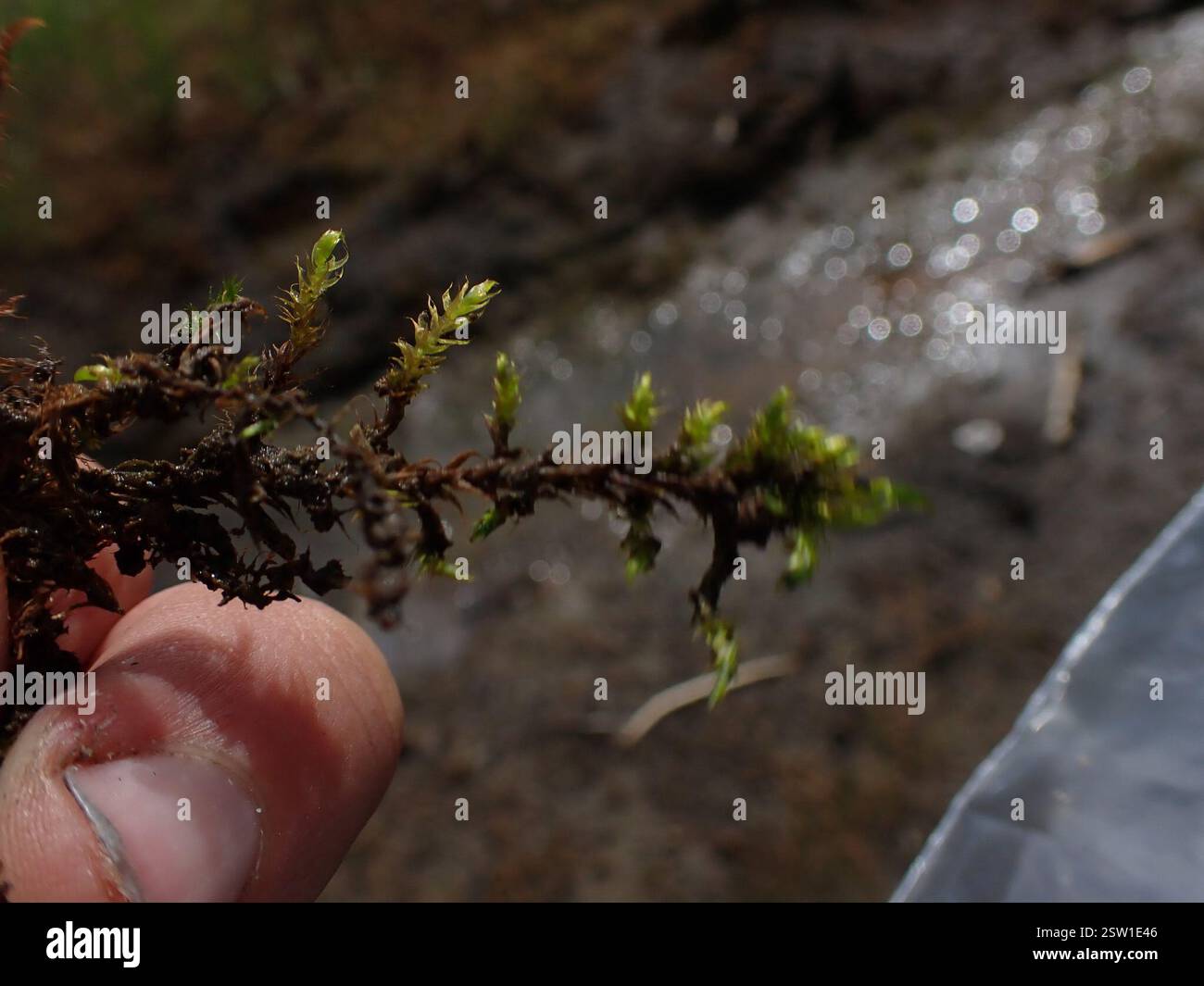 Streamside Leptodictyum Moss (Leptodictyum riparium), Plantae, Yukon ...