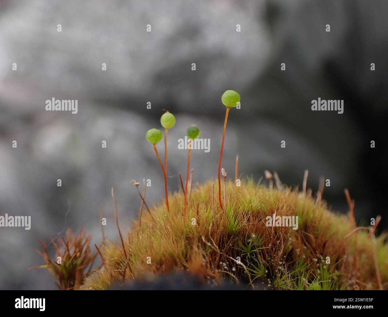 Stiff Apple-moss (Bartramia ithyphylla), Plantae, Stikine Region, BC ...