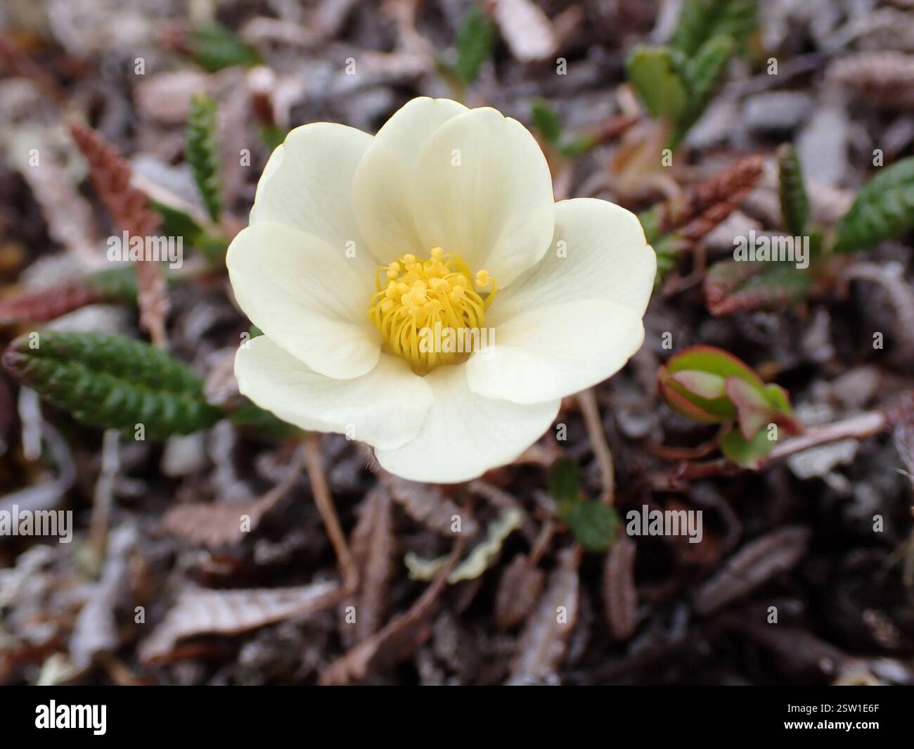 Ajan Mountain-avens (Dryas ajanensis), Plantae, Yukon, Canada Stock ...