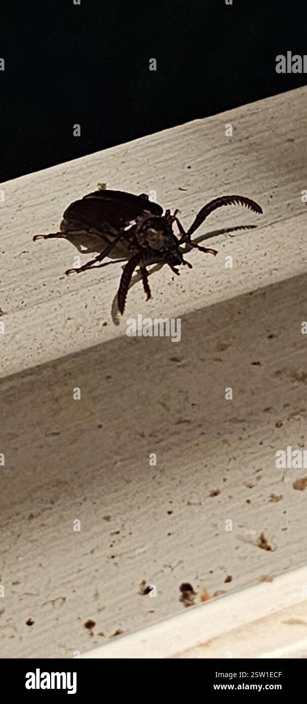 Tile-horned Prionus (Prionus imbricornis), Insecta, Murrells Inlet, SC ...