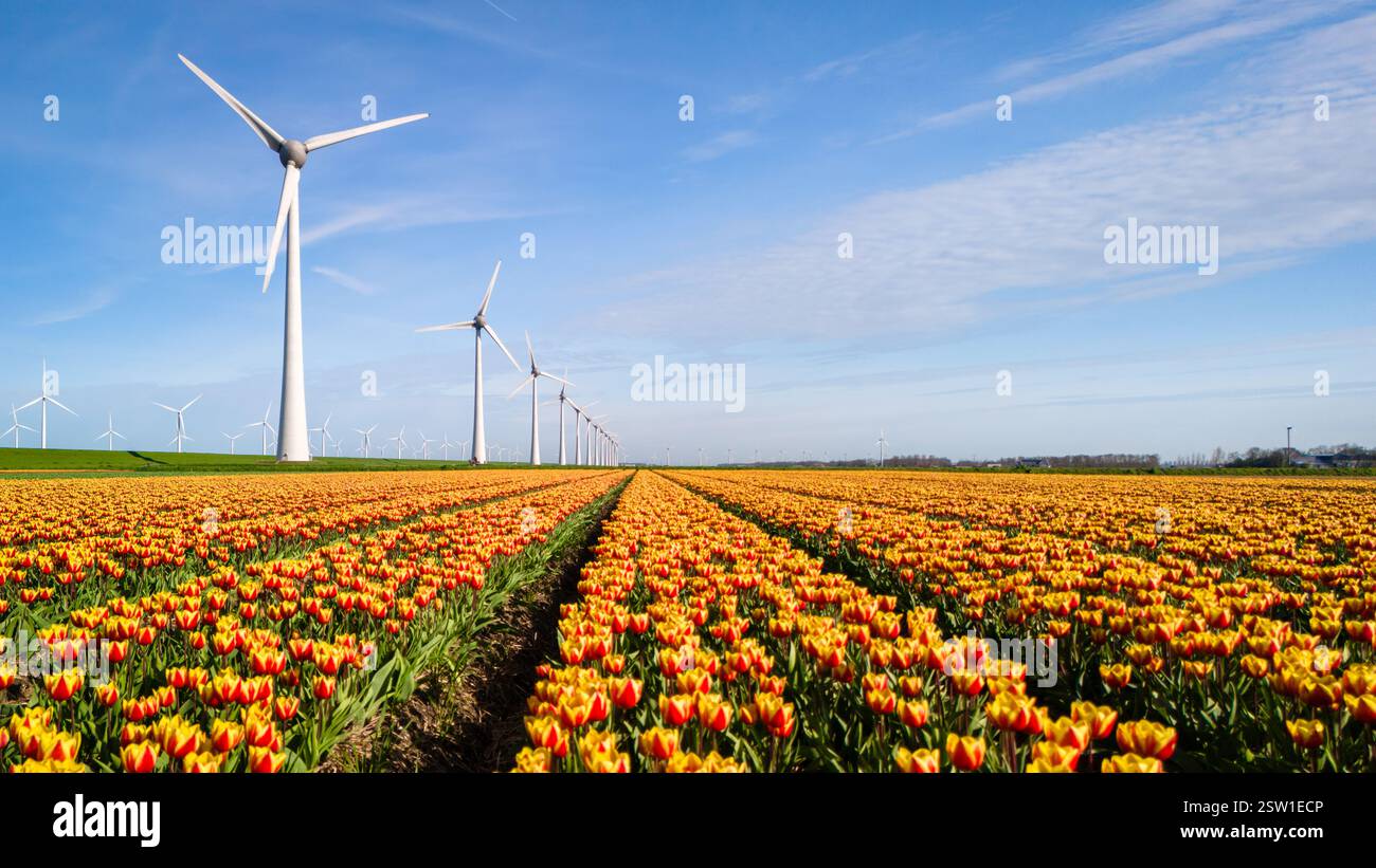 Tulip Fields and Wind Turbines in Vibrant Dutch Landscape Under Blue ...