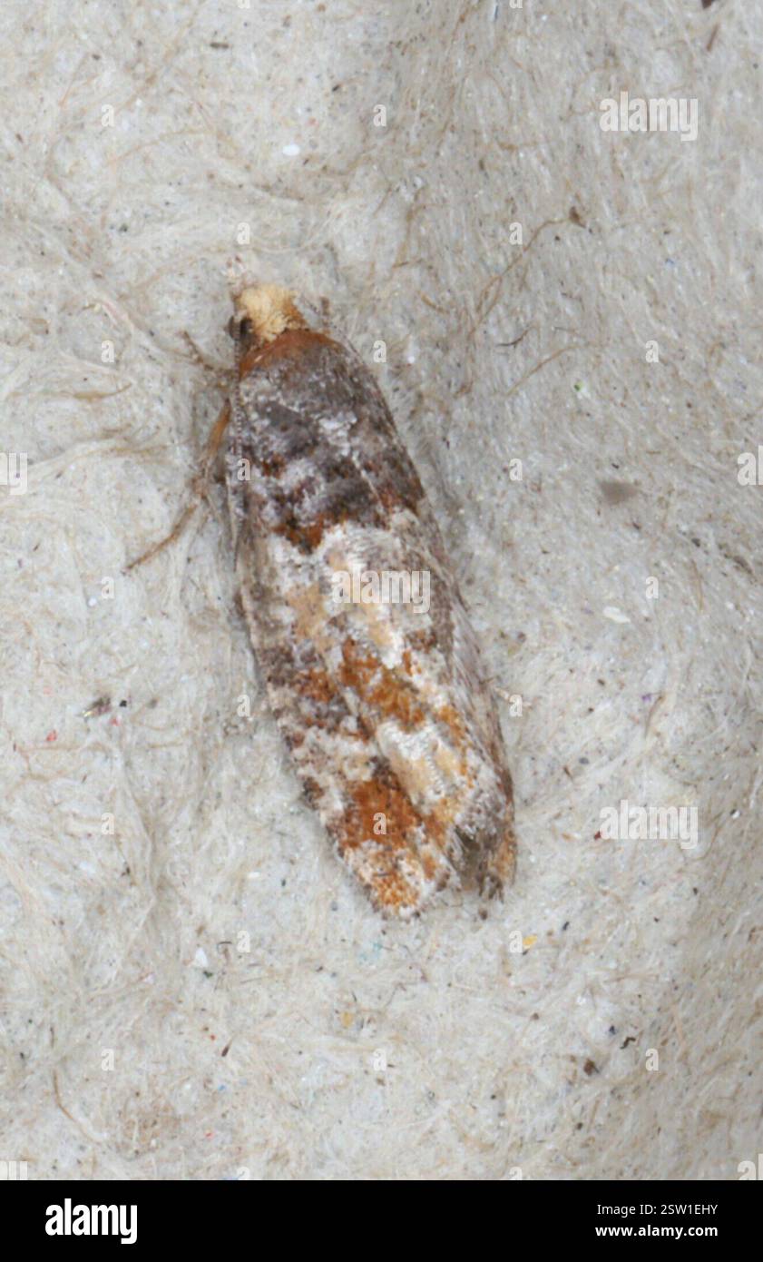 Jack Pine Budworm Moth (Choristoneura pinus), Insecta, Thunder Bay, ON ...