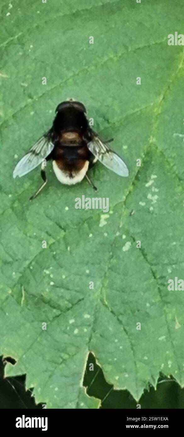 Furry Dronefly (Eristalis intricaria), Insecta, Stores, Birmingham B46 ...