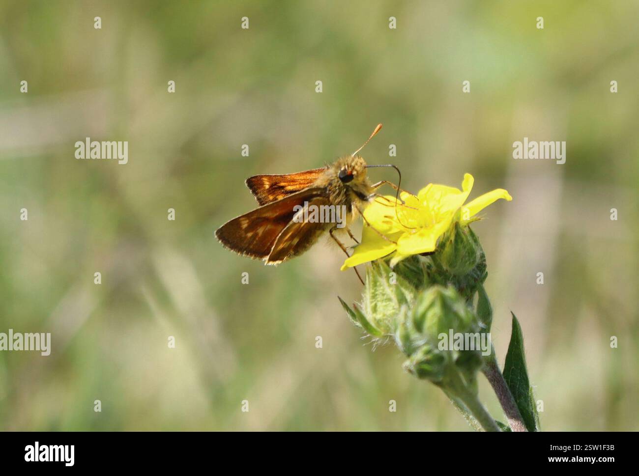 Sonoran Skipper (Polites sonora), Insecta, Okanagan-Similkameen, BC ...