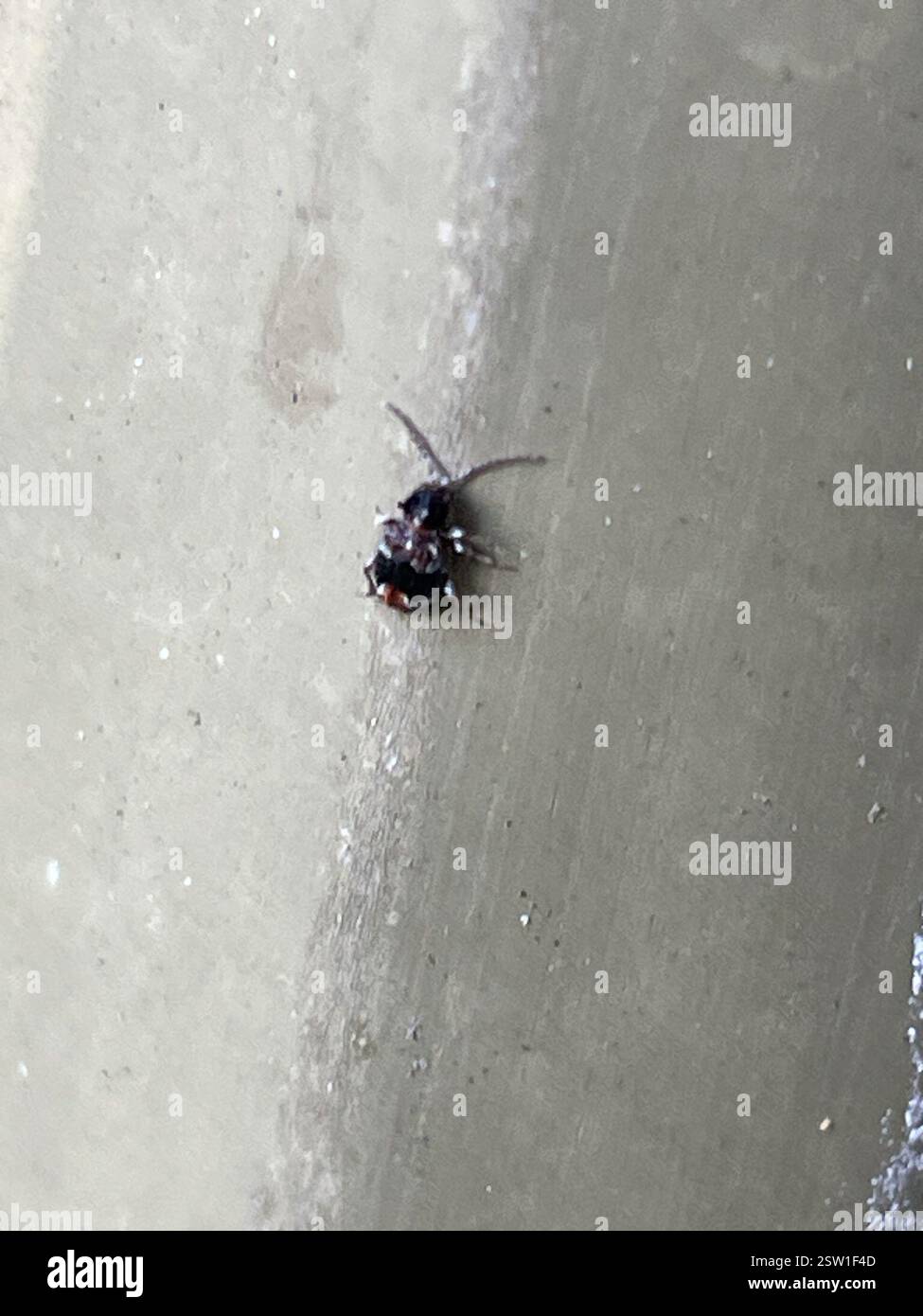 Deathwatch, Spider, and Wood-borer Beetles (Ptinidae), Insecta ...