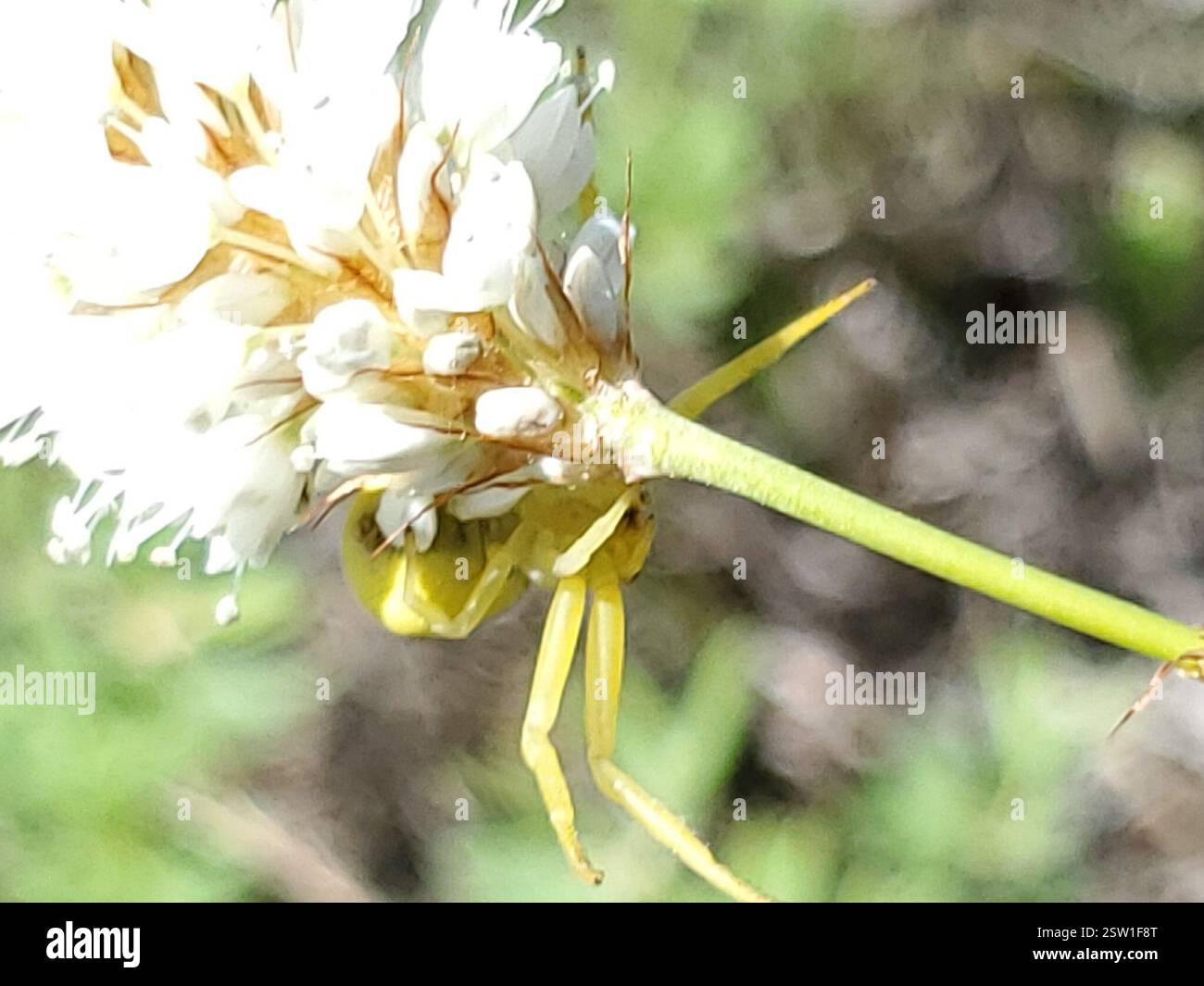 American bistort (Bistorta bistortoides), Plantae, Fergus County, MT ...